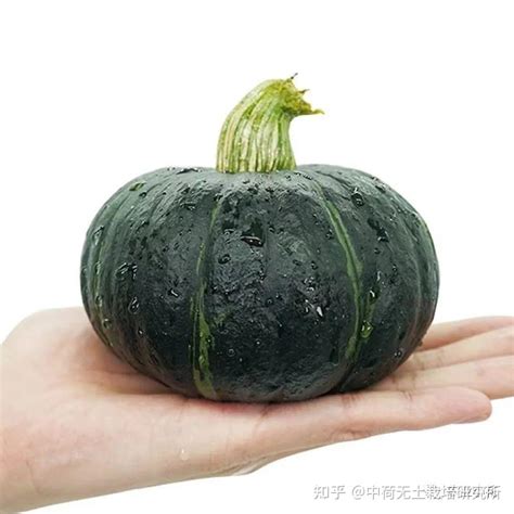 香甜粉嫩的贝贝南瓜我不允许你还没吃过 知乎
