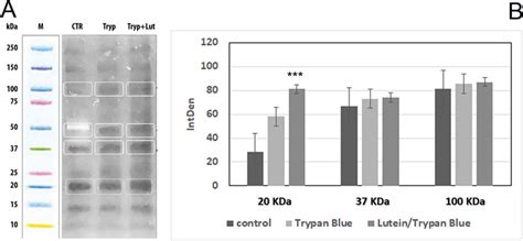 Sds Page Analysis A Edm Specimens Were Extracted In Lysis Buffer Under
