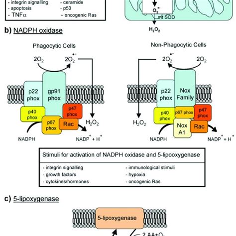 Cellular Production Of Reactive Oxygen Species Reproduced From 10