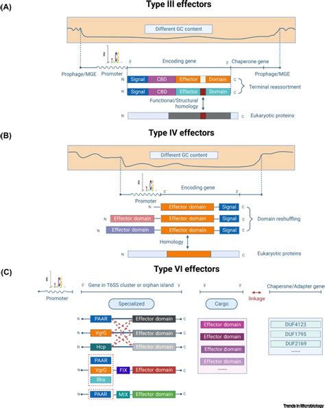 Gram Negative Rods Algorithm