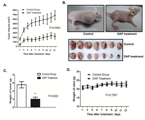 Dap Suppressed Tumor Growth In An Aml Mouse Model U937 Cells Were Download Scientific Diagram