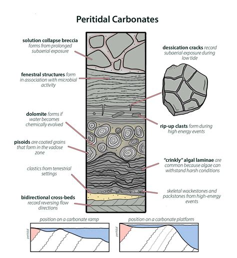 105 Carbonate Environments Geosciences Libretexts