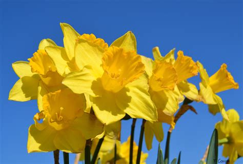 Spring Daffodils Daffodils Flower Photos Plants