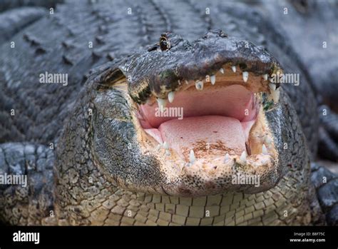 American Alligator Alligator Mississippiensis Showing Teeth Florida