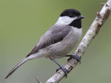 Popular Backyard Birds Of Mississippi With Pictures Birdwatching Tips