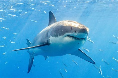 Great White Shark Circles Surfer In Newport Beach California