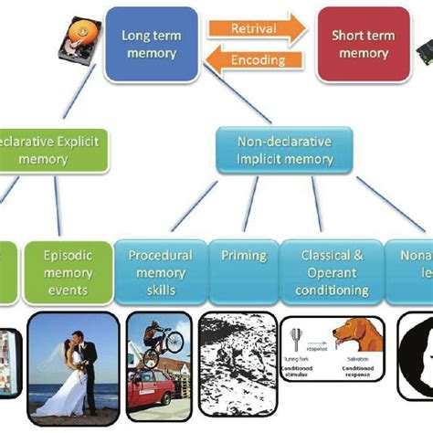 The Figure Illustrates Different Forms Of Memory And Their Relationship Download Scientific