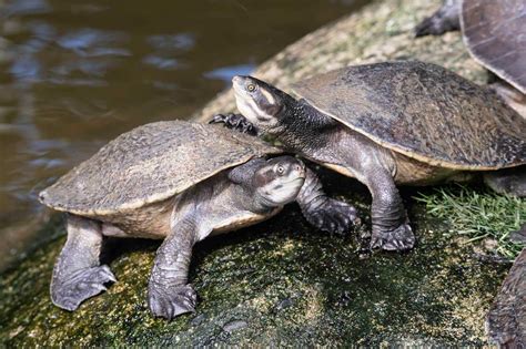 How Long Can African Sideneck Turtles Be Out Of Water Vital Frog
