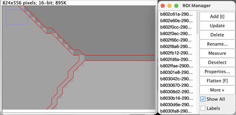 Bug Exported Imagej Rois Are Slightly Inconsistent With And Often