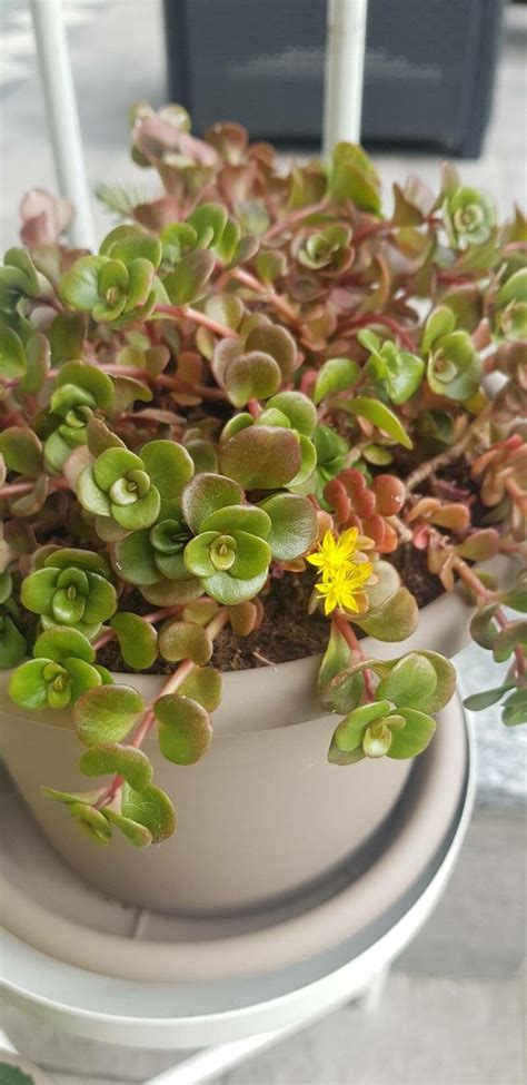 How To Grow Sedum Makinoi Earthone