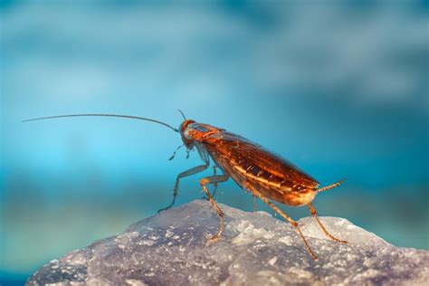 3 Types Of House Roaches In Washington Zunex Pest Control