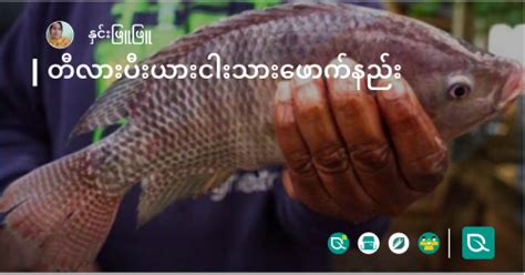 အစိမ်းရောင်လမ်း တီလားပီးယားငါး သားဖောက်နည်း
