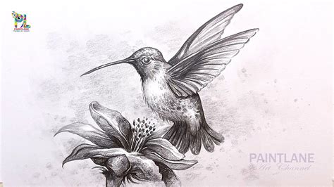 How To Draw Humming Bird And Flower By Pencil Youtube
