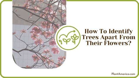 Tree Identification By Flower How To Tell What Tree That Is Plant America
