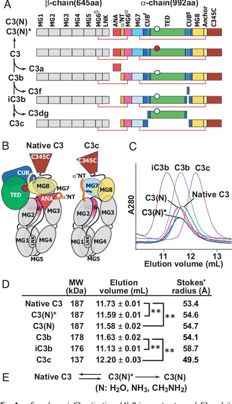 Figure 1 From Structural Transitions Of Complement Component C3 And Its