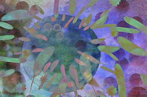 Bacteria And Viruses Attacking Human Cell Illustration Stock Image