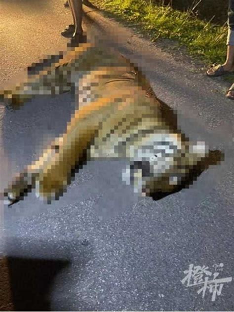 马来西亚一男子开车撞死老虎 优出圈