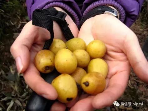 怀集人小时候经常吃的这种酸酸野果谁还记得它的名字