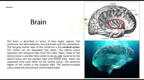 V29 Cerebrum Cerebellum And Diencephalon Youtube