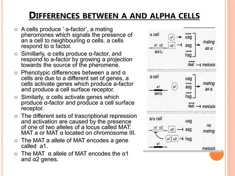 Mating Types Of Yeastpptx Biological Sciences Science