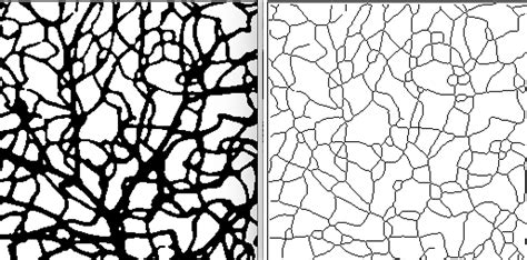 inaccurate results from analyze skeleton 2d 3d usage and issues image sc forum