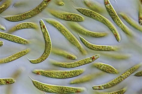 38 Facts About Protist