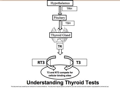 The Role Of Reverse T3 In Thyroid Function Part 1 Sprouts Health