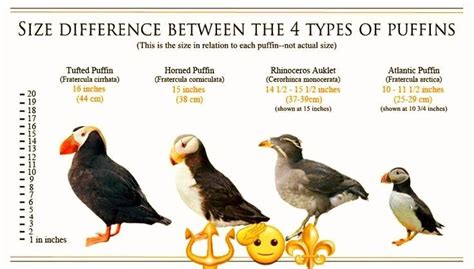 Types Of Puffins Chart