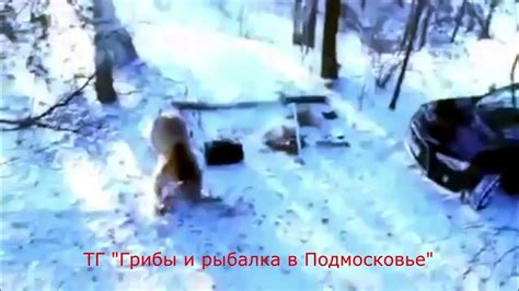 Роковая встреча с медведем - YouTube