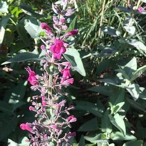 Lepechinia Hastata At San Marcos Growers