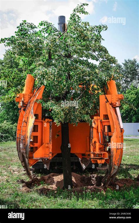 Planting Of Tree Using Tree Spade Specialized Machine For Transplanting And Transport Trees