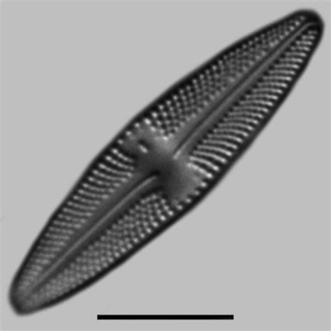 Round Et Al 1990 The Diatoms Biology And Morphology Of The Genera