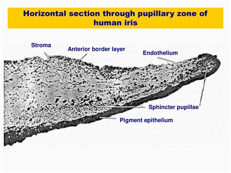 The Photoreceptor System Ppt Download