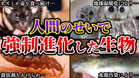 ゆっくり解説突然変異か 人間のせいで強制的に進化させられた生物がヤバすぎる 遺伝子変異 YouTube