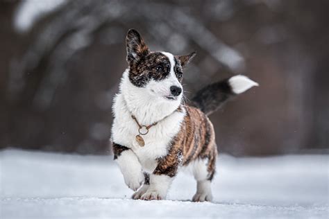 아름다운 젊은 성인 웨일스 어 코기 카디건 품종의 초상화 눈 덮인 숲에서 겨울 공원에서 배경에 눈이 내렸다 가축에 대한 스톡 사진 및 기타 이미지 Istock