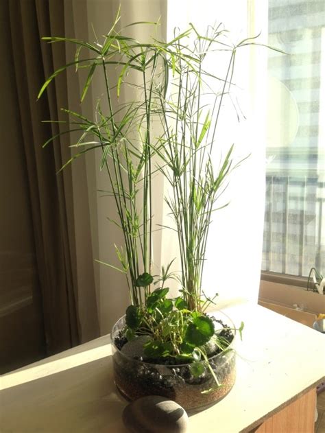 프렌치 플라워 뮤게 수경식물 시페루스 식물심기 수업 네이버 블로그