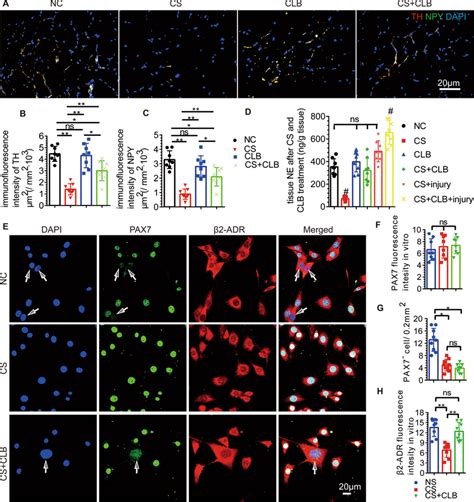 Clb Partly Rescued Sympathetic Hypoinnervation And Increased The