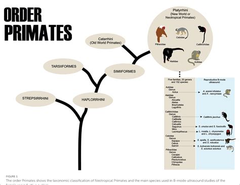 Figure 1 From Ultrasonography Of The Neotropical Primate Female Reproductive System Semantic