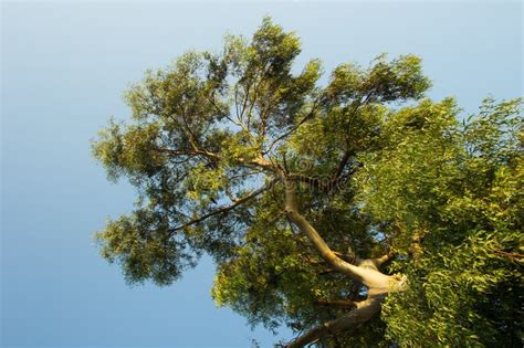 Branches Of A Tree View From Below Stock Image Image Of Twig Blue