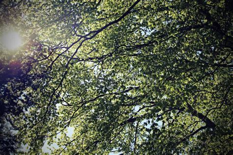 Light That Filters Through The Tall Trees With Vintage Effect Stock Image Image Of Magical