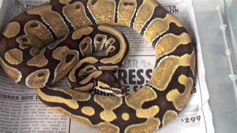Pastel Vs Normal Ball Python