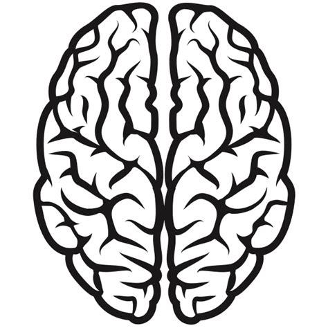 Head organ human brain top view vintage vector brain clipart brain head ...