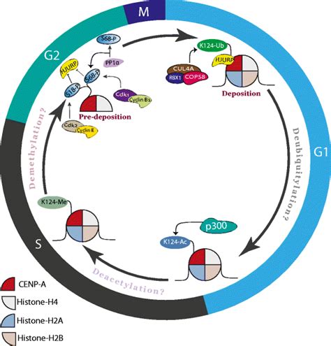 Cenp A Posttranslational Modifications During Cell Cycle A Diagram Download Scientific Diagram
