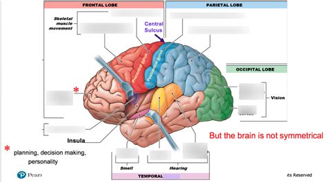 Association Areas Of The Brain