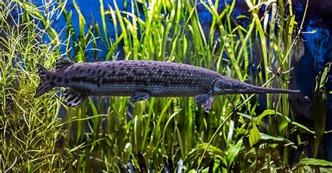 Longnose Gar Lake Erie