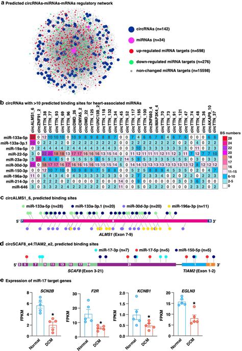 Prediction Of CircRNA Potential For Sponging MiRNAs A Predicted Download Scientific Diagram