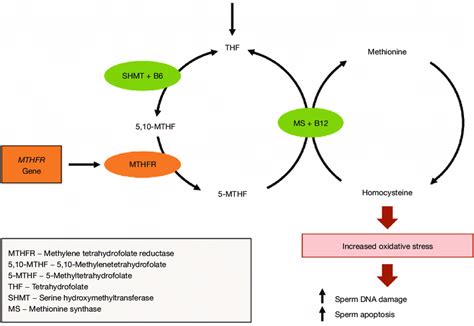 Folate Metabolic Pathway Methylene Tetrahydrofolate Reductase Converts