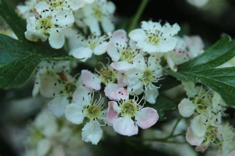 Hortenzie Květiny Zahrada Okvětní Fotografie Zdarma Na Pixabay Pixabay