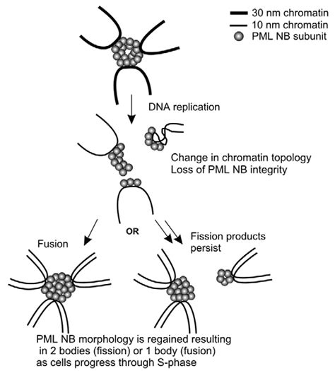Model For Pml Nuclear Body Nb Replication In S Phase In Early S