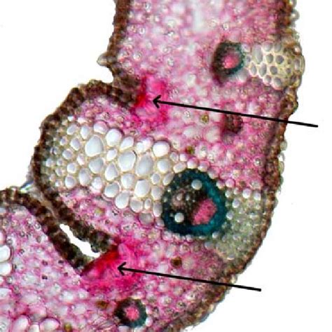 Pdf Ecological Implications Of Bulliform Cells On Halophytes In Salt